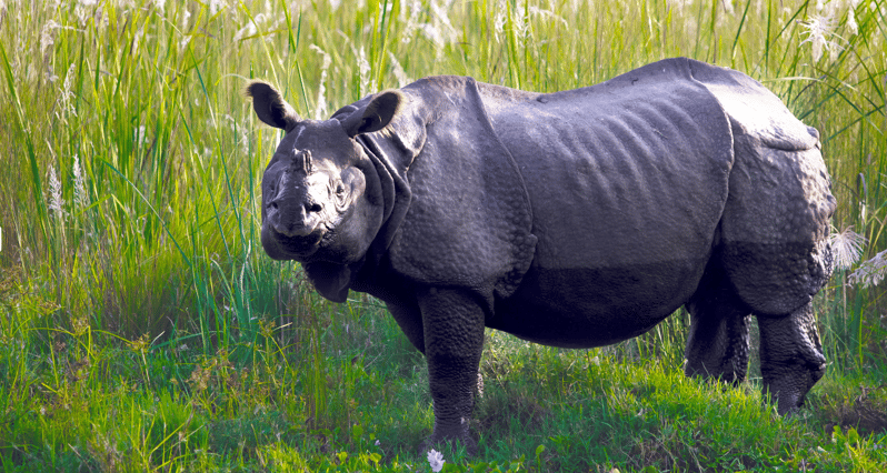 Chitwan Jungle Safari- All Inclusive 3 Days Chitwan Tour - Key Points