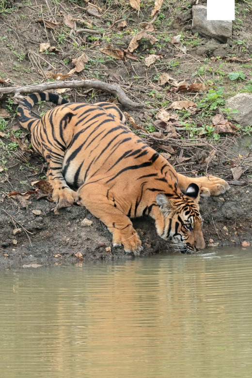 Chitwan Jungle Safari- All Inclusive 3 Days Chitwan Tour - Frequently Asked Questions