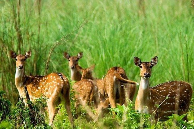 Chitwan Jungle Safari All-Inclusive Package from Kathmandu - Frequently Asked Questions