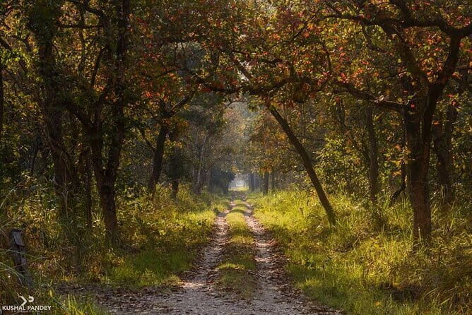 Chitwan Jungle Safari Tour  2 Night /3 Days With Private Transportation - Key Points
