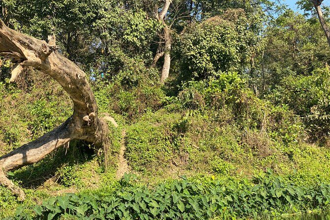 Chitwan Jungle Safari with Overnight Stay - Authenticity and Comfort
