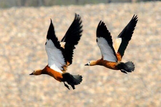 Chitwan National Park Bird Watching Untouched Side from Madi - Practical Details and Tips