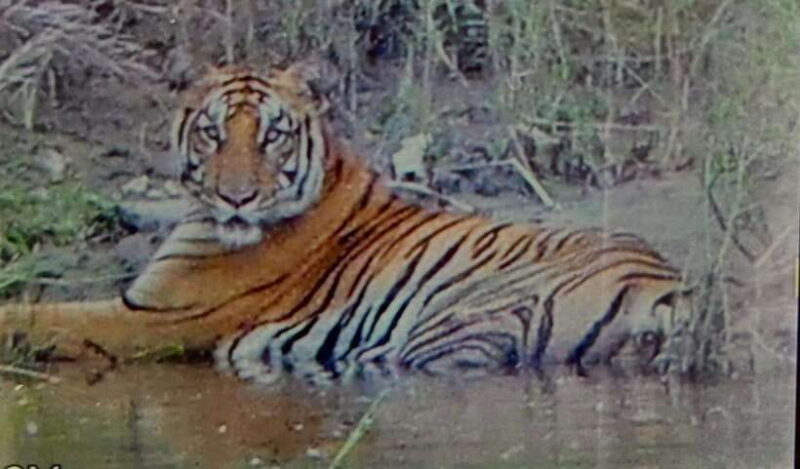 Chitwan National Park: Full-Day Jeep Safari with Lunch - What You Can Expect from the Day