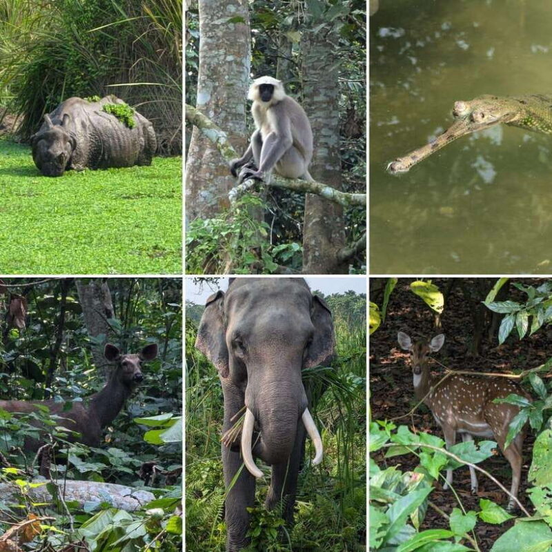 Chitwan National Park: Full-Day Jeep Safari with Lunch - A Detailed Breakdown of the Itinerary