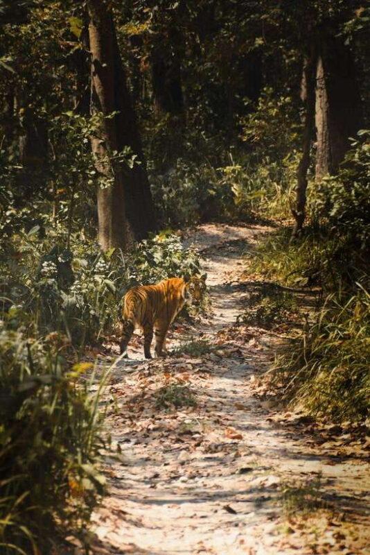 Chitwan National Park: Full-Day Jeep Safari with Lunch - Who Should Consider This Tour?