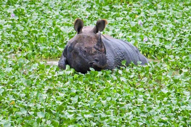 Chitwan National Park Jungle Safari Tours 3 days - Authentic Experiences and Genuine Value