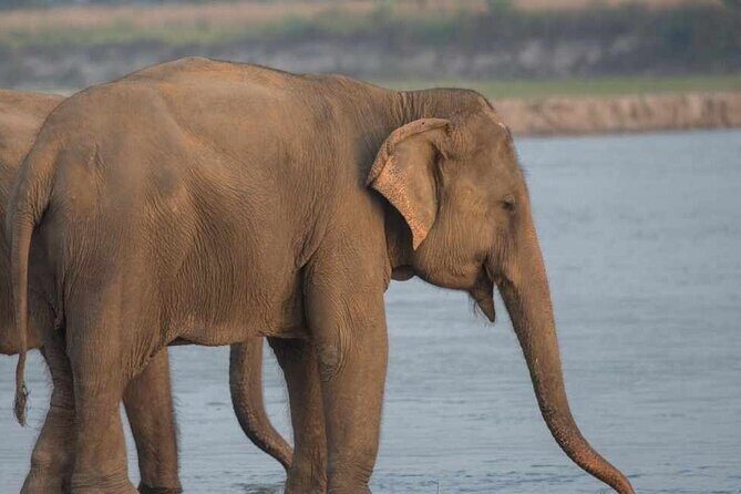 Chitwan National Park Jungle Safari Tours 3 days - Frequently Asked Questions