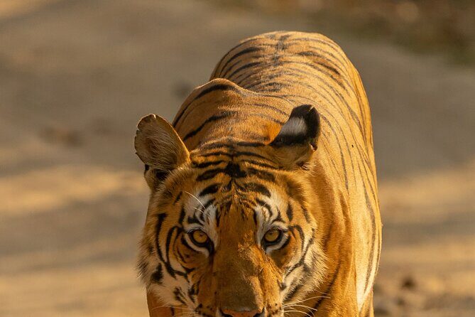Chitwan National Park Tour - Practical Details and Value