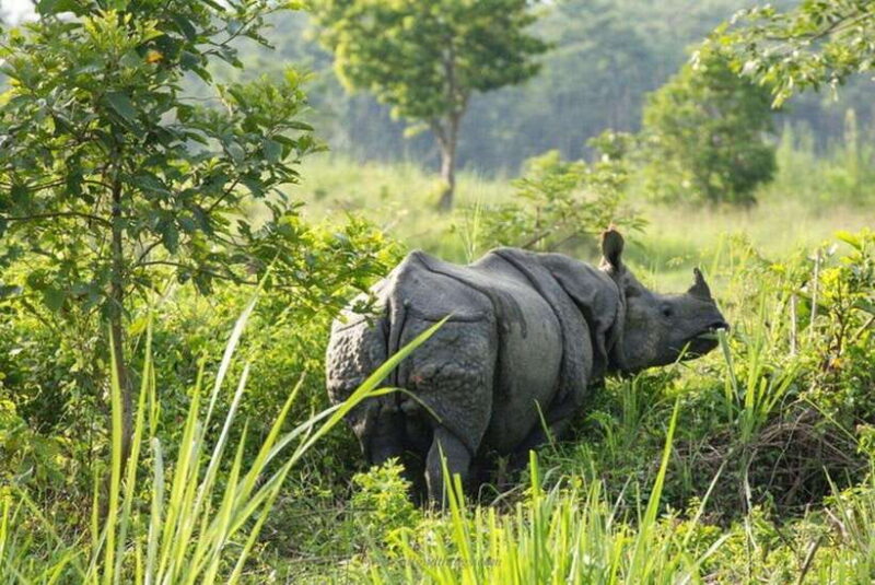 Chitwan National Park Tour - What to Expect on the Tour