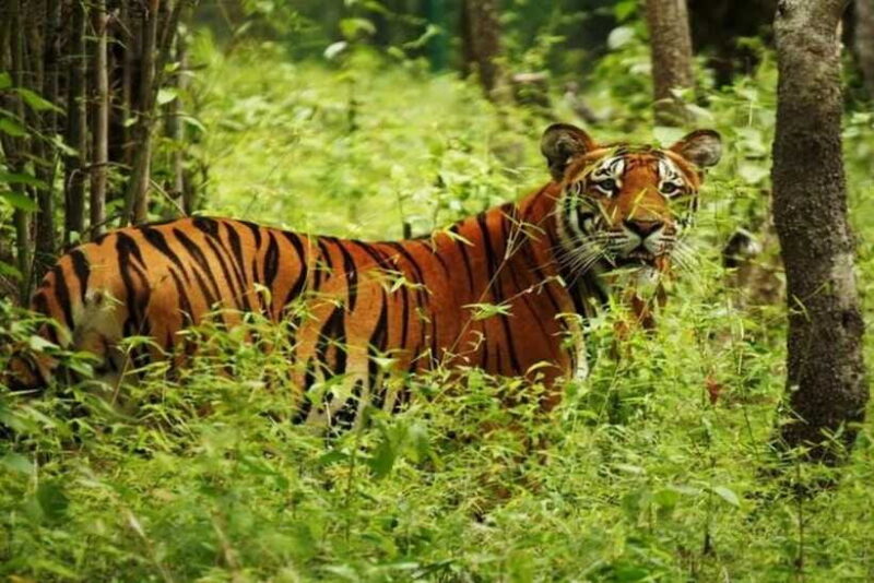 Chitwan National Park Tour - The Experience Provider: Anjil Manjil Travels and Tours