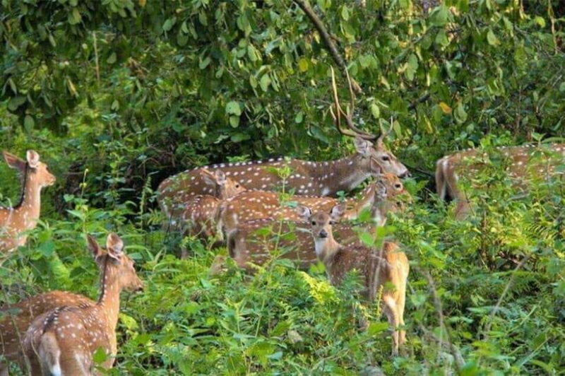 Chitwan National Park Tour - Practical Tips for Travelers