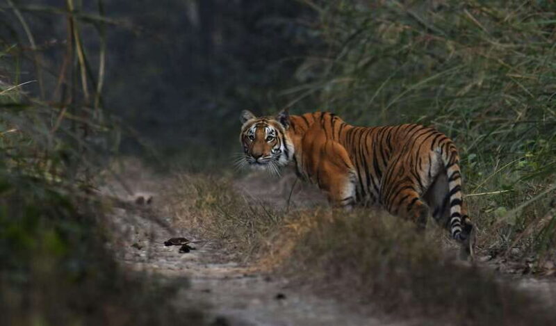 Chitwan National Park Tours: 3 Nights 4 days Full Package - Introduction to the Chitwan Experience