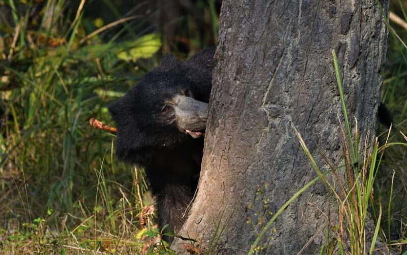 Chitwan National Park Tours: 3 Nights 4 days Full Package - The Itinerary in Detail