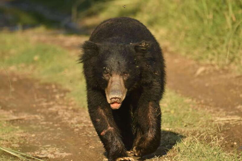 Chitwan National Park Tours: 3 Nights 4 days Full Package - Authentic Wildlife Encounters and Expert Guides