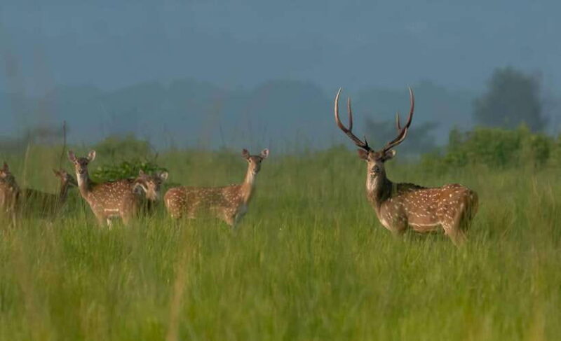 Chitwan National Park Tours: 3 Nights 4 days Full Package - Final Thoughts