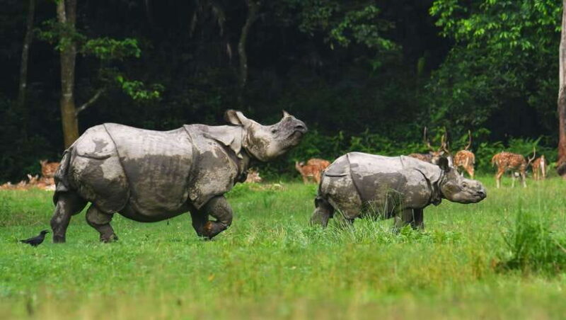 Chitwan National Park Tours: 3 Nights 4 days Full Package - FAQ