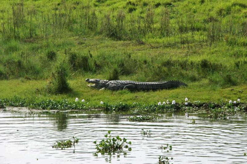 Chitwan National Park: Tower Night Stay with Nature Guide - Final Thoughts: Who Should Consider This Tour?