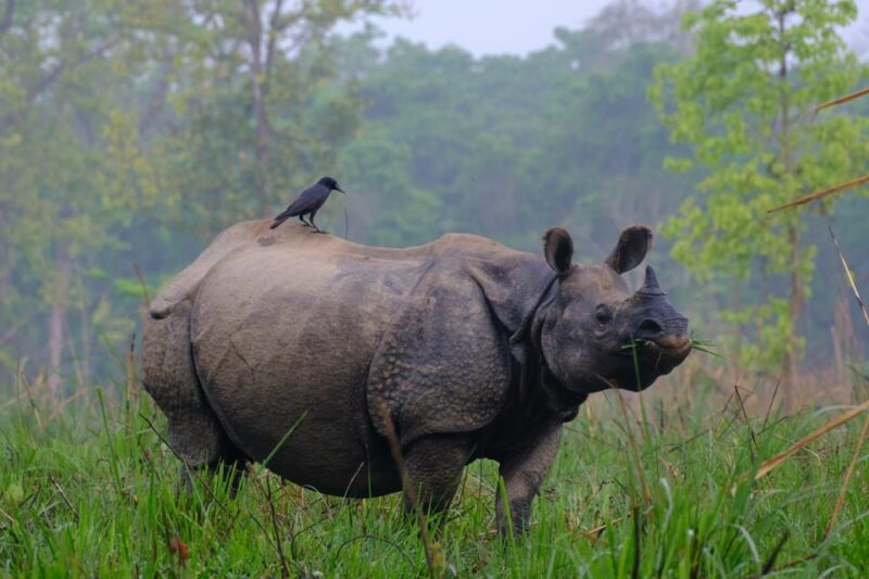 Chitwan: One day Jeep Safari, Canoeing, Forest walk - Frequently Asked Questions (FAQs)