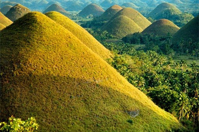 Chocolate hills tour with Tarsier & Loboc river Buffet Lunch (half-day tour) - What Makes This Tour Stand Out?
