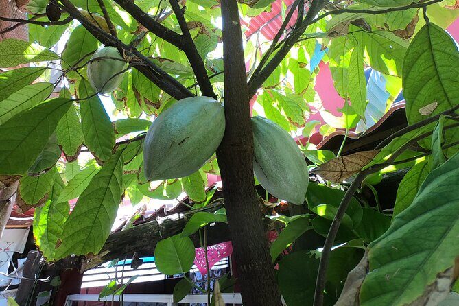 Chocolate Tasting & mayan show - FAQs