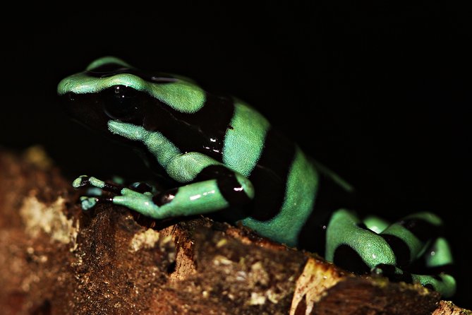 Chocolate Tour and Night Tour - Tour Experience