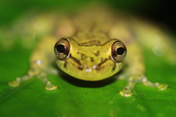 Chocolate Tour and Night Tour - Traveler Reviews