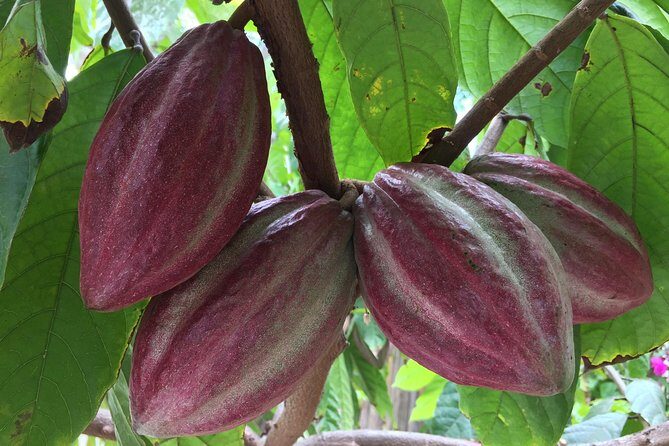 Chocolate Tour in Vallarta - The Experience from Reviews