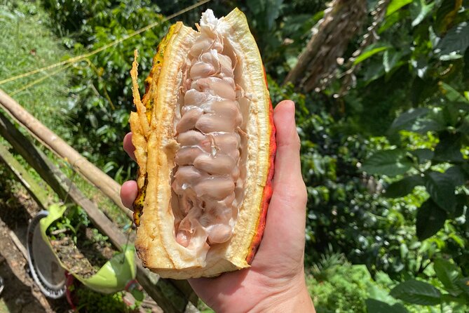 Chocolate Tour Near Medellin - Included Amenities