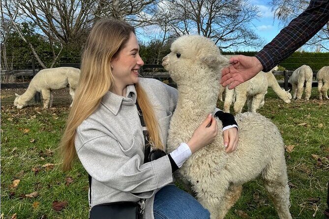 Christchurch Alpaca Farm Tour From Kaiapoi - Detailed Review of the Alpaca Farm Experience