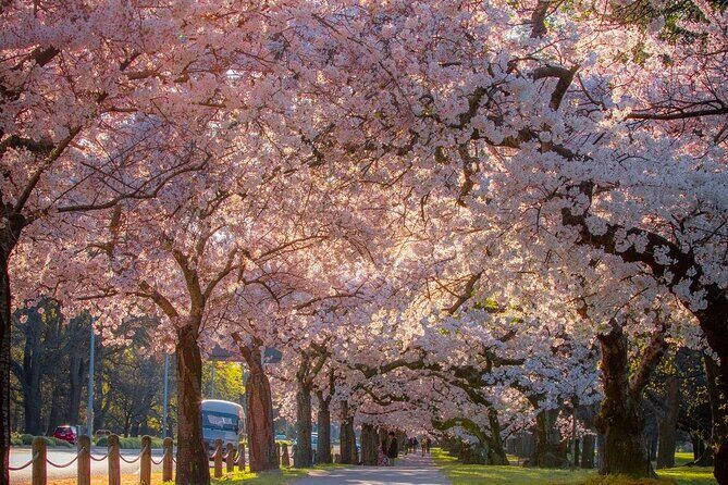 Christchurch City Private Day Tour with Gondola - Christchurch Botanic Gardens: A Floral Oasis