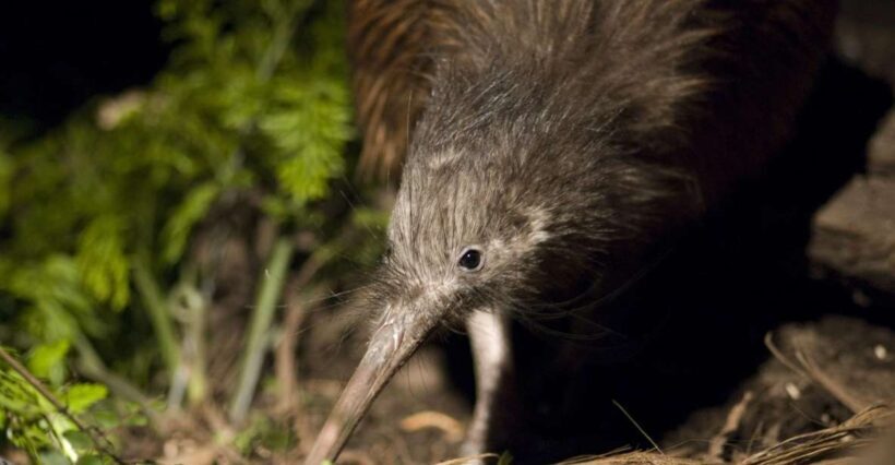 Christchurch: Orana Wildlife Park Admission - The Animal Encounters