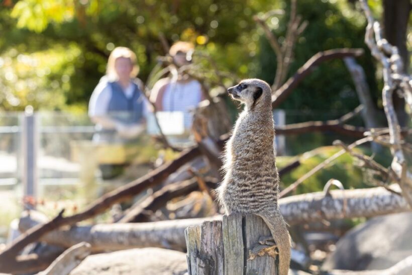 Christchurch: Orana Wildlife Park Admission - Family-Friendly Facilities and Additional Activities