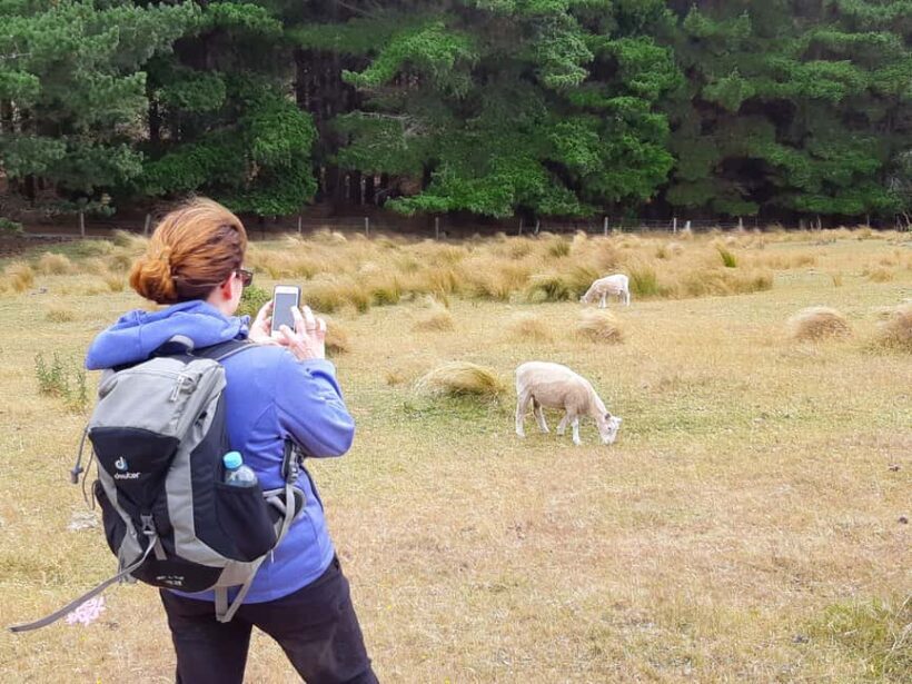 Christchurch: Packhorse Hut Guided Walk and Scenic Drive - Frequently Asked Questions