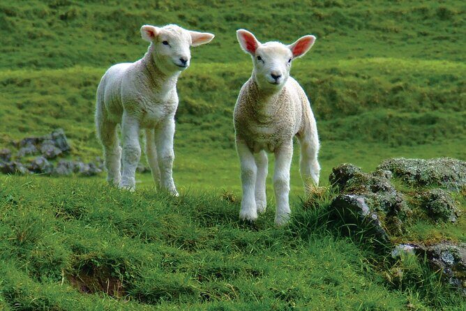 Christchurch Sheep Farm Visit - What It’s Like to Travel with Leisure Tours