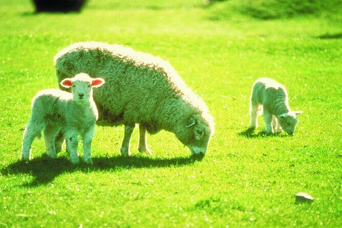 Christchurch Sheep Farm Visit - FAQ