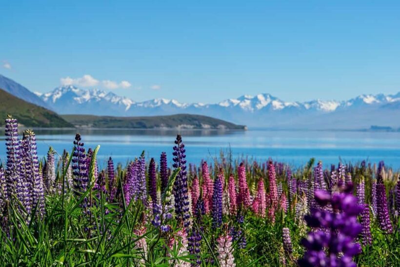 Christchurch: to Queenstown via Mt Cook 1 Way Tour - What’s Included and What’s Not