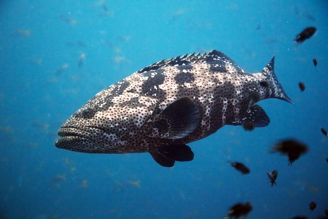 Chumphon Pinnacle-Koh Tao 2 dive trip for certified divers - The Sum Up