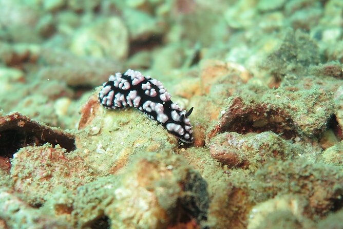 Chumphon Pinnacle-Koh Tao 2 dive trip for certified divers - Frequently Asked Questions