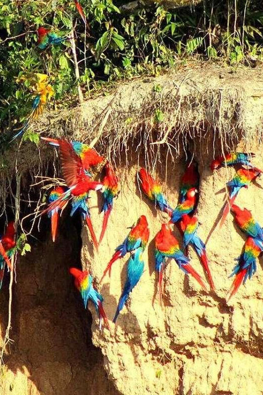 Chuncho Collpa Tour 2/3 Day Tour - Discovering the Chuncho Collpa Tour: An Authentic Amazon Adventure in Peru