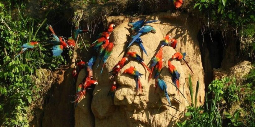 Chuncho Collpa Tour 2/3 Day Tour - Key Points