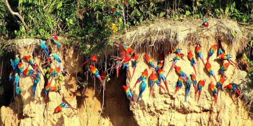 Chuncho Collpa Tour 2/3 Day Tour - Who Will Love This Tour?