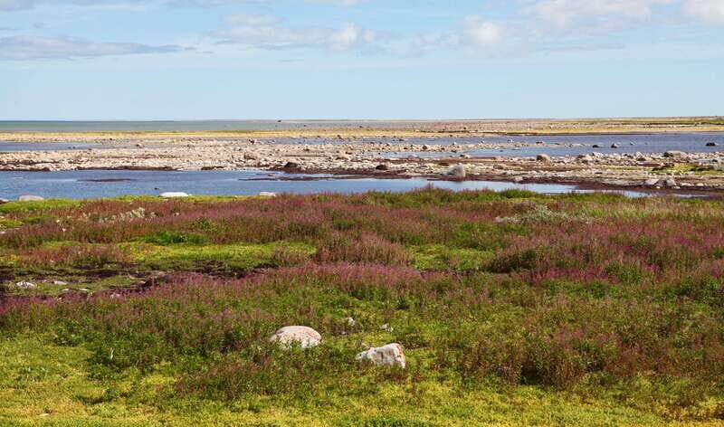 Churchill: Exclusive Tundra Buggy Day Trip - The Experience: What to Expect on the Tour
