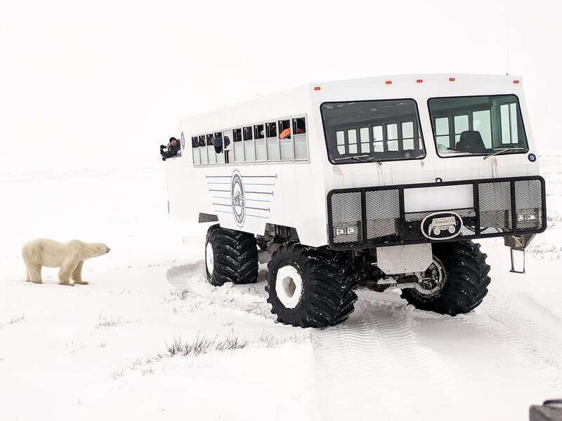 Churchill: Exclusive Tundra Buggy Day Trip - Price and Value Analysis