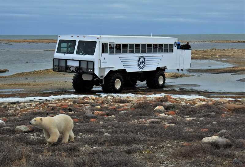 Churchill: Exclusive Tundra Buggy Day Trip - Who Should Consider This Tour?