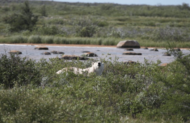 Churchill: Exclusive Tundra Buggy Day Trip - Frequently Asked Questions