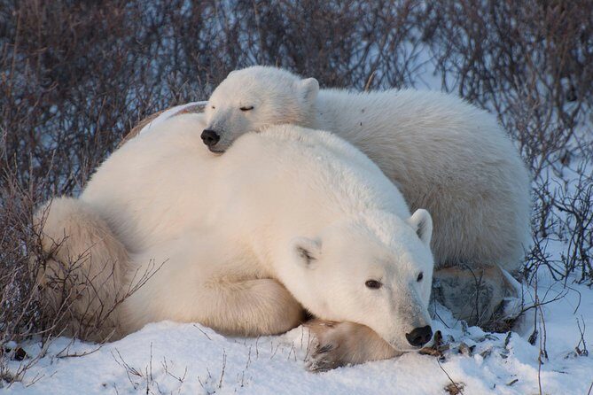 Churchill Polar Bear Experience  5-Night Classic Tour - The Tundra Buggy Adventures: The Main Event