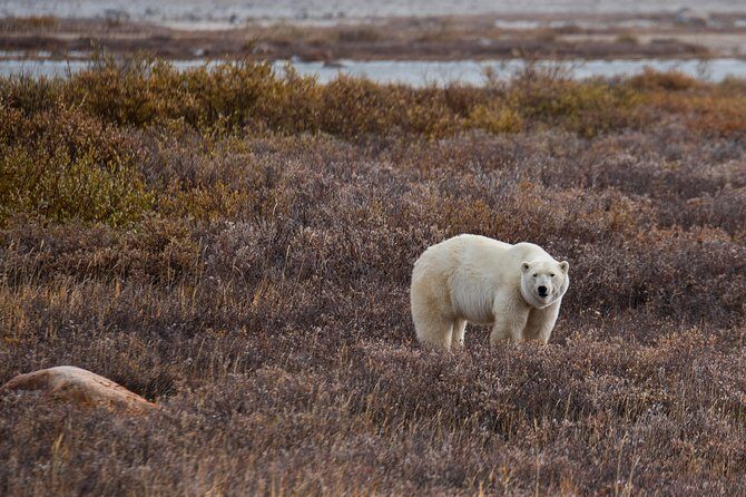 Churchill Polar Bear Experience  5-Night Classic Tour - Accommodations and Comfort