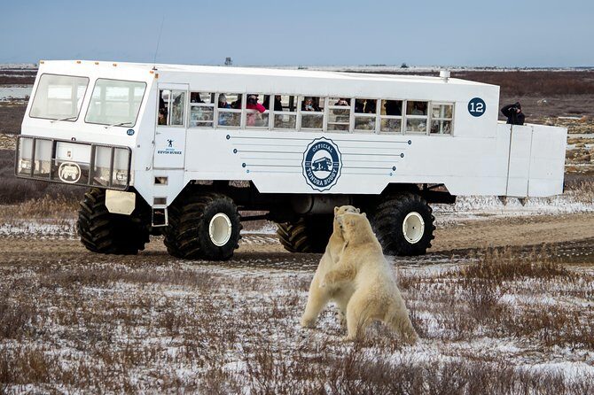 Churchill Polar Bear Experience  5-Night Classic Tour - What the Reviews Say