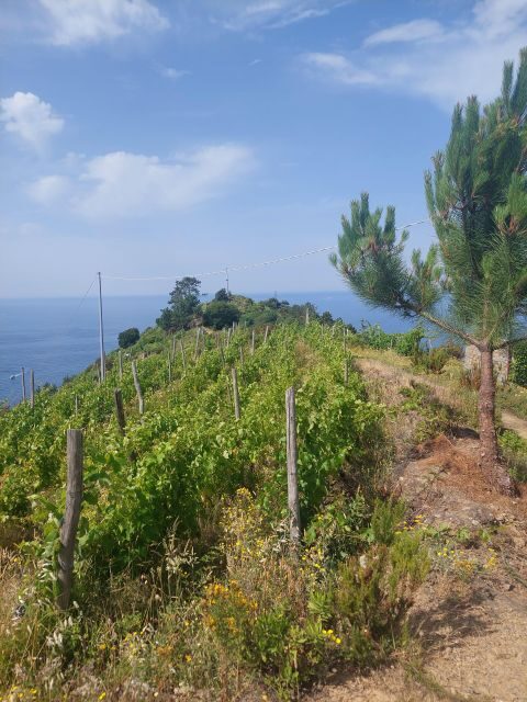 Cinque Terre from Riomaggiore to Manarola and vineyards - Who Should Consider This?