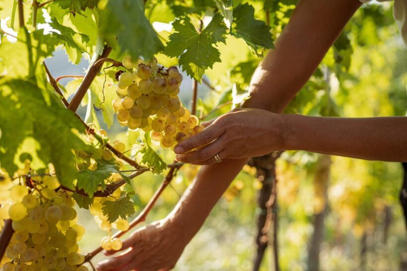 Cinque Terre: tasting in the cellar with visit to vineyards - FAQ